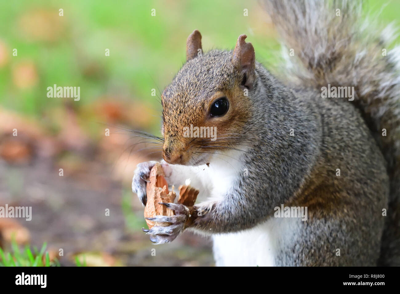 Dramatic Squirrel Drops Nut