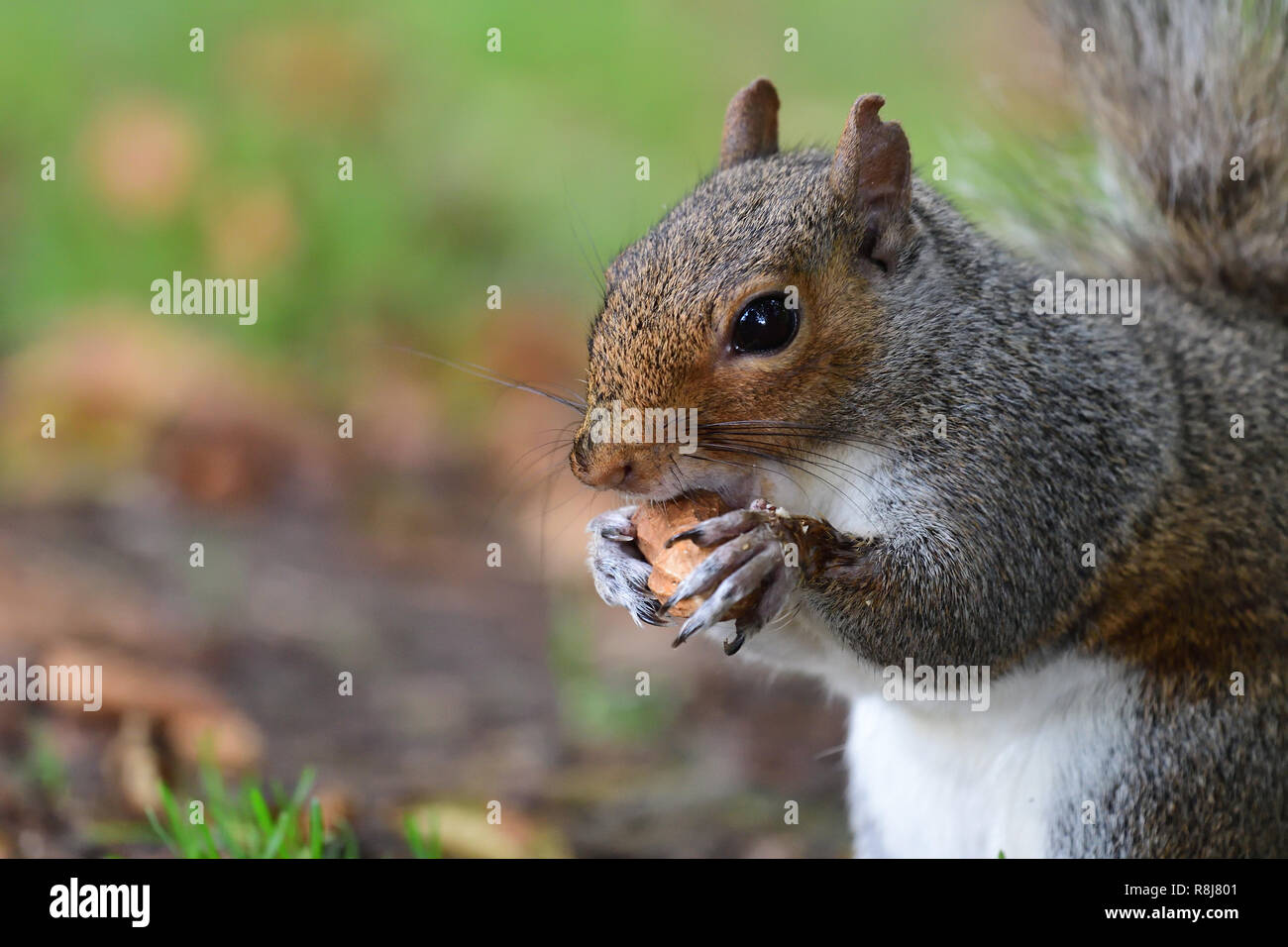 Grey squirrel eating nut sat hi-res stock photography and images - Alamy