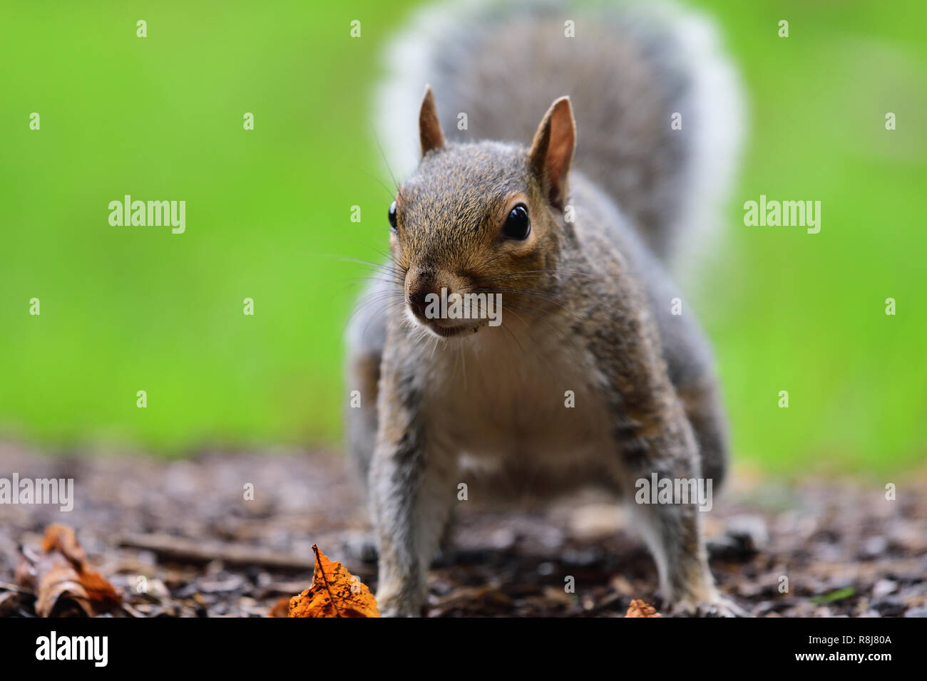 Grey squirrel front view hi-res stock photography and images - Alamy