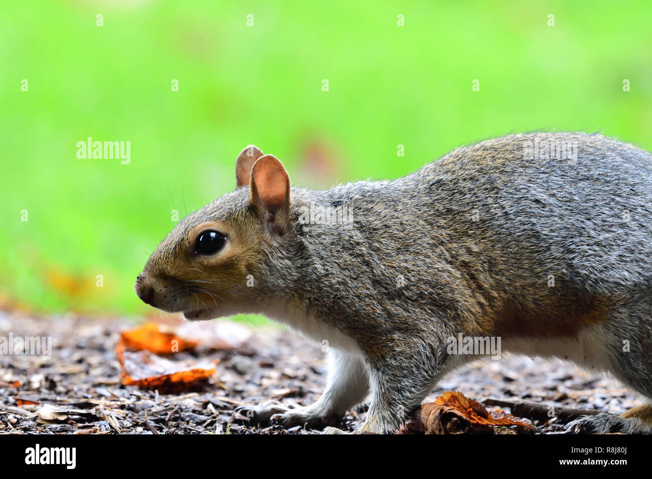 Side view of a gray squirrel on the ground Stock Photo - Alamy