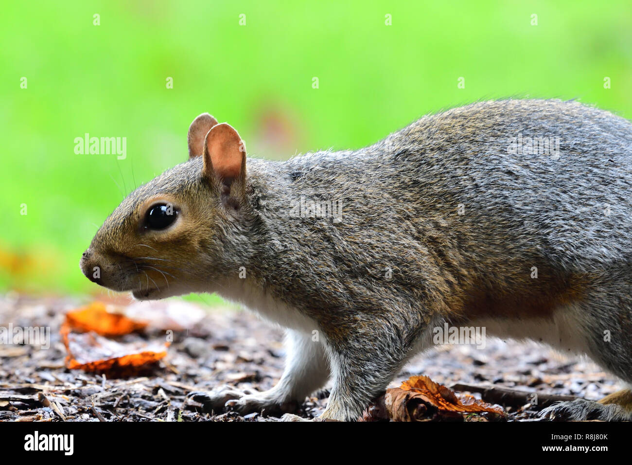 Side view of a grey squirrel on the ground Stock Photo - Alamy