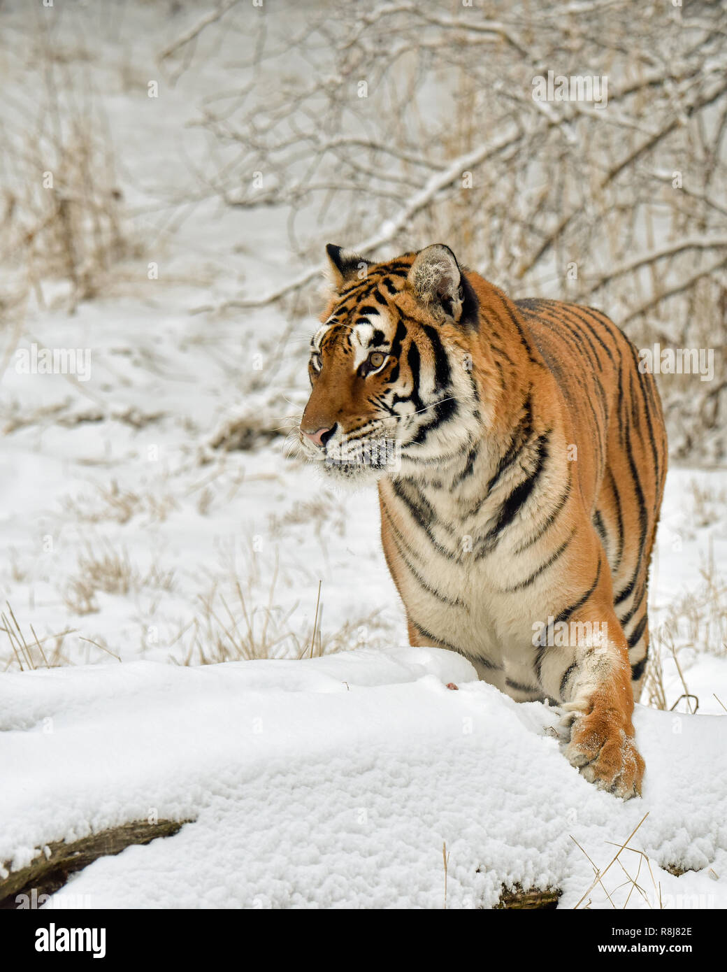 White Siberian Tiger Cubs In Snow