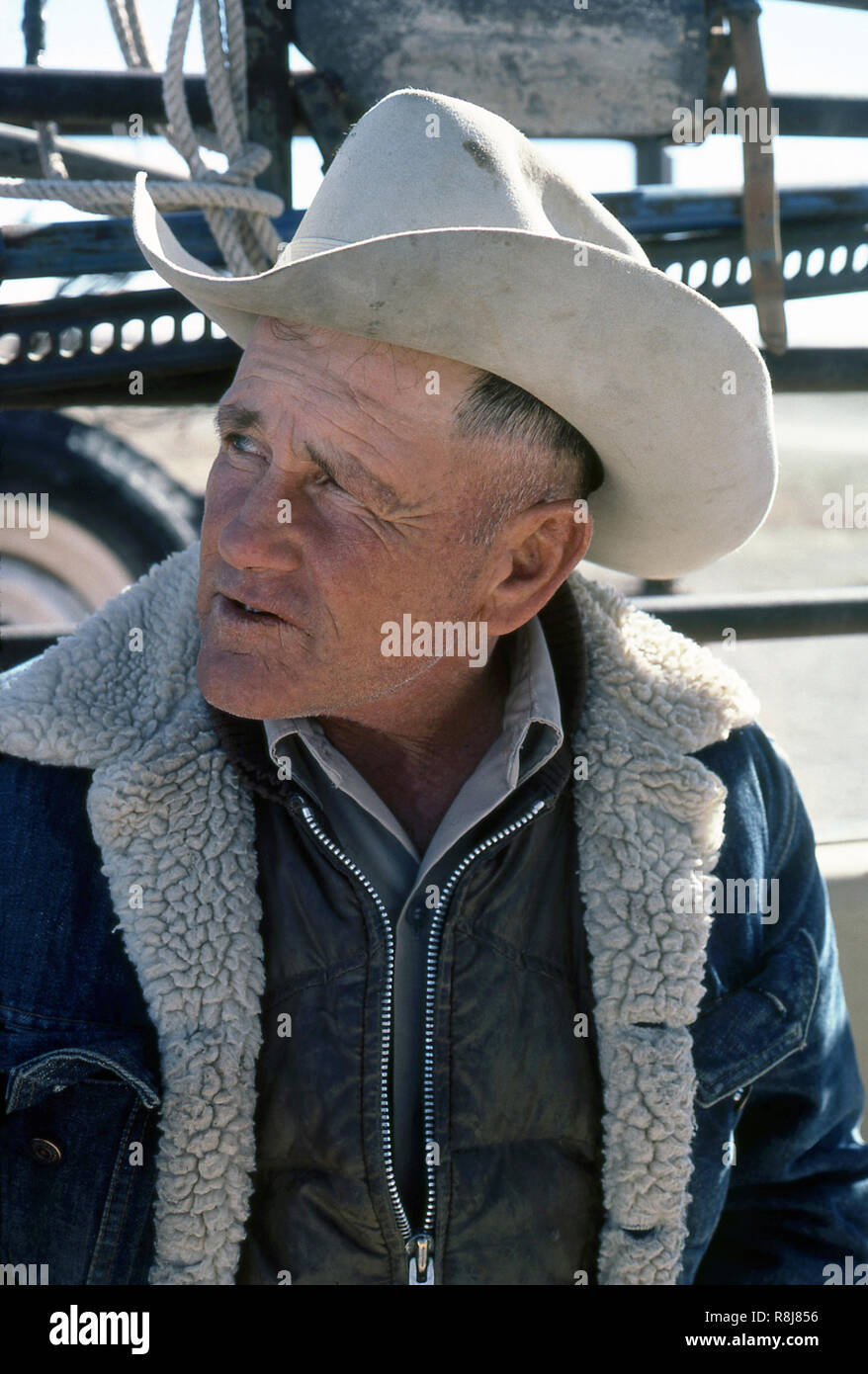 Texas Working Cowboy Stock Photo - Alamy