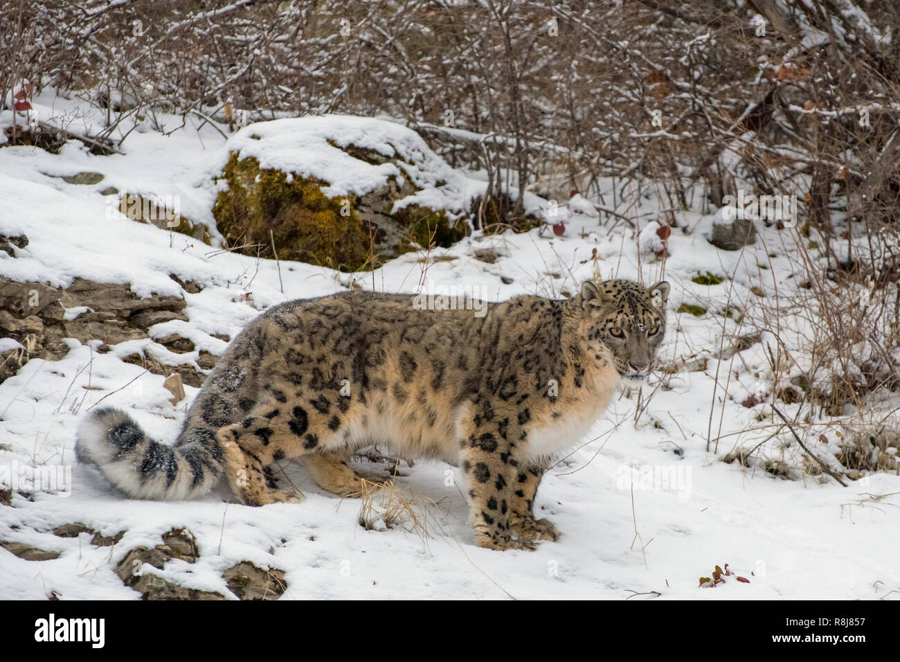Snow leopard background hi-res stock photography and images - Alamy