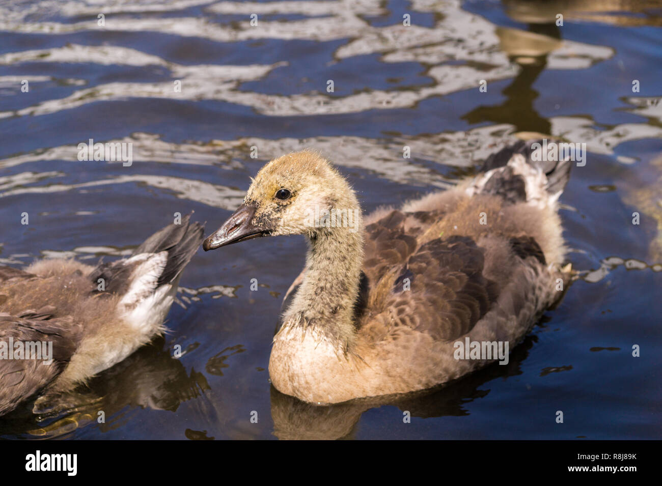 Canada goose bird goose hi-res stock photography and images - Alamy