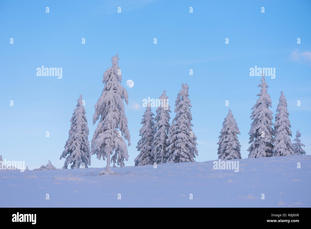 Moon forest hi-res stock photography and images - Alamy