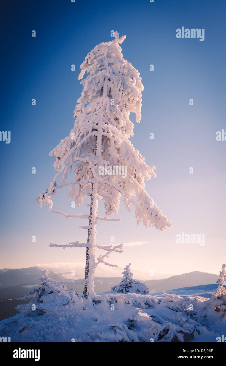 Christmas view. Little spruce in a snowdrift after a snowfall. Color ...