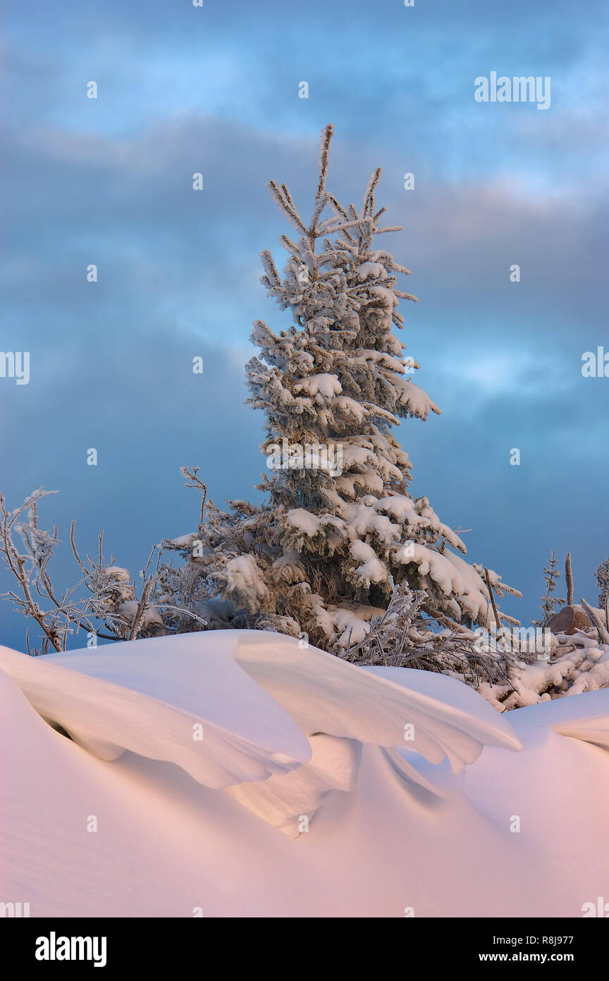 Snow tree forest hi-res stock photography and images - Alamy