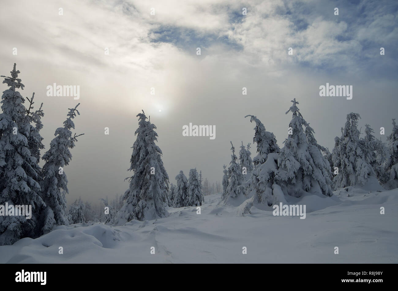Winter landscape with forest hi-res stock photography and images - Alamy