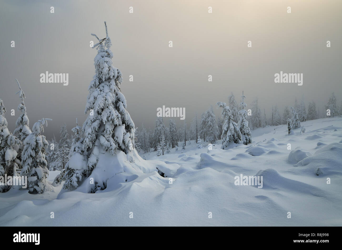 Mysterious winter landscape. Mountain forest under snow Stock Photo - Alamy