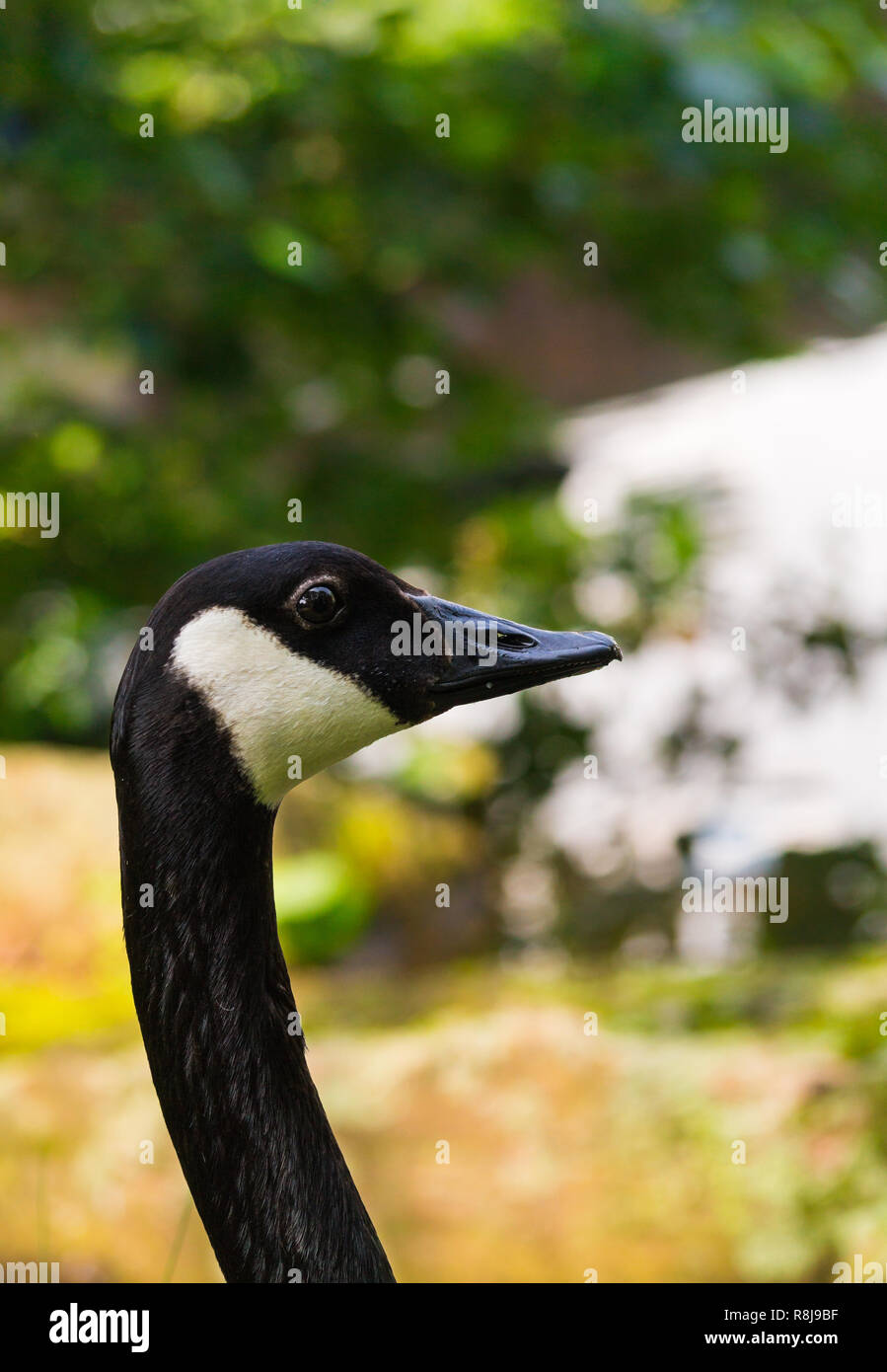 Canada goose head with a water background hi-res stock photography and ...
