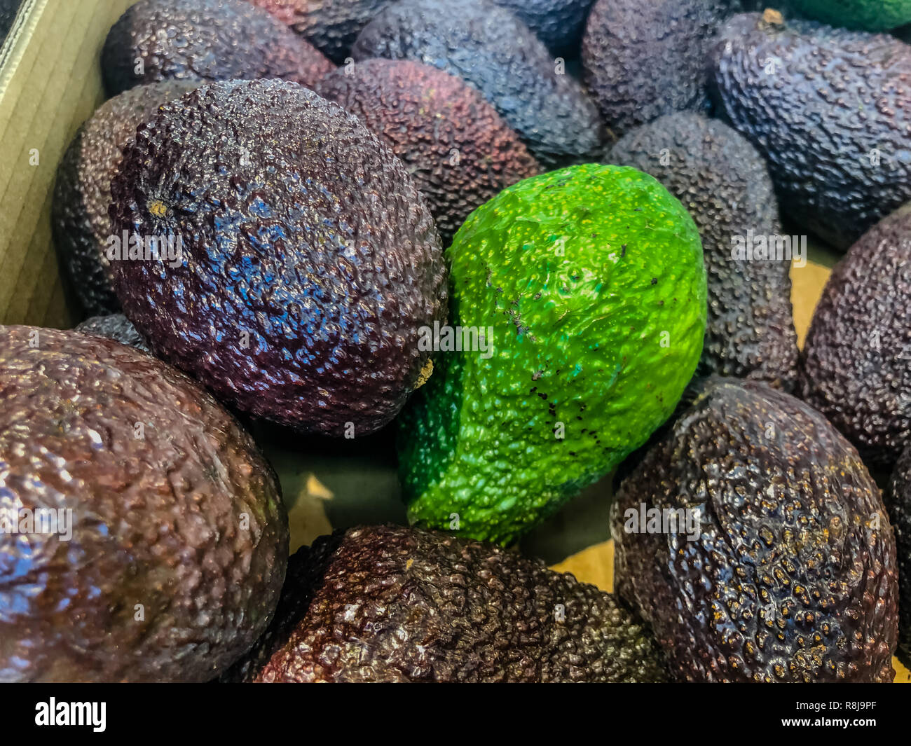 Avocado also refers to the Avocado tree's fruit, which is botanically a ...