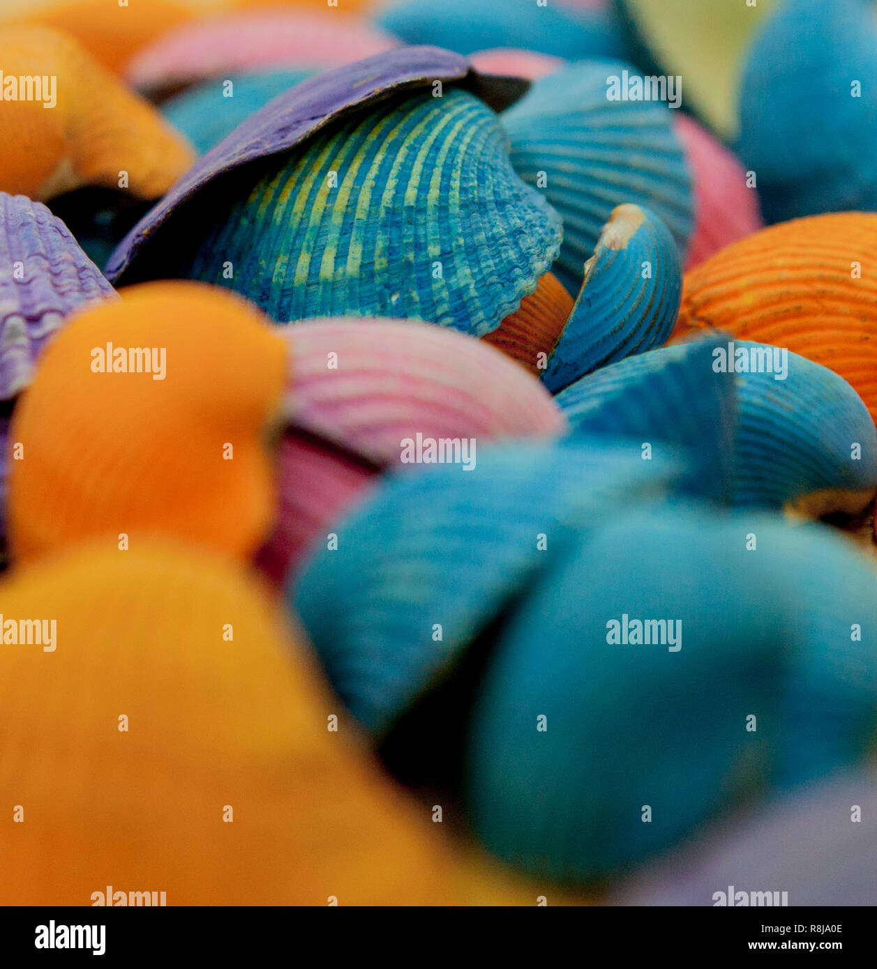 Closeup of colorful sea shells in different shapes Stock Photo - Alamy