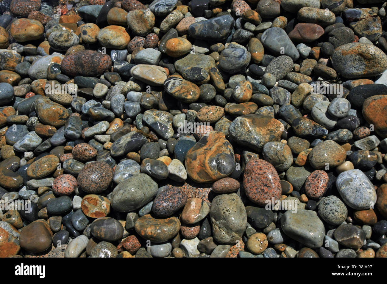 Colorful, smooth granite pebbles on beach in Acadia National Park ...