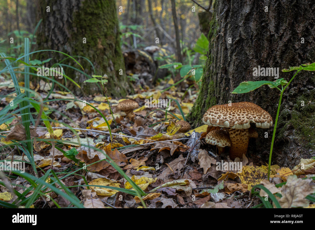 Autumn landscape with forest mushrooms. Nature background Stock Photo ...