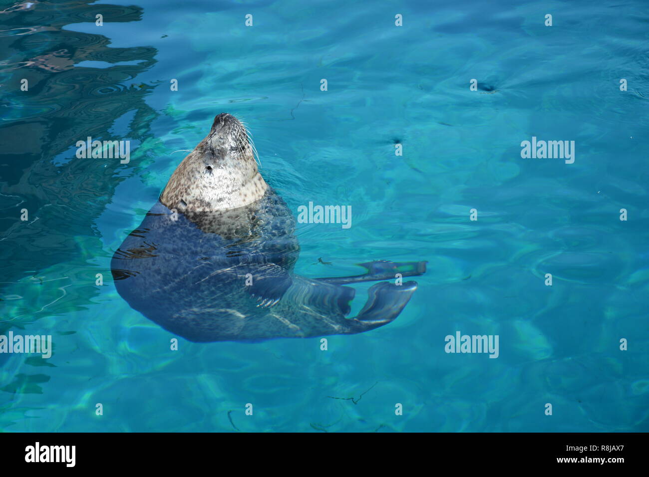Seal floating hi-res stock photography and images - Alamy