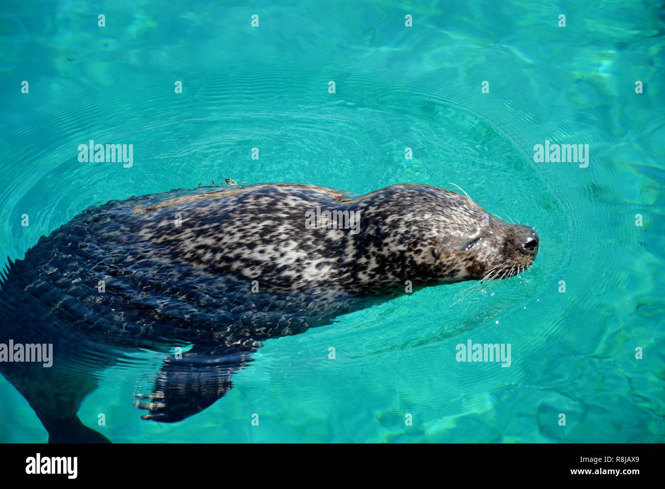 Floating seal hi-res stock photography and images - Alamy