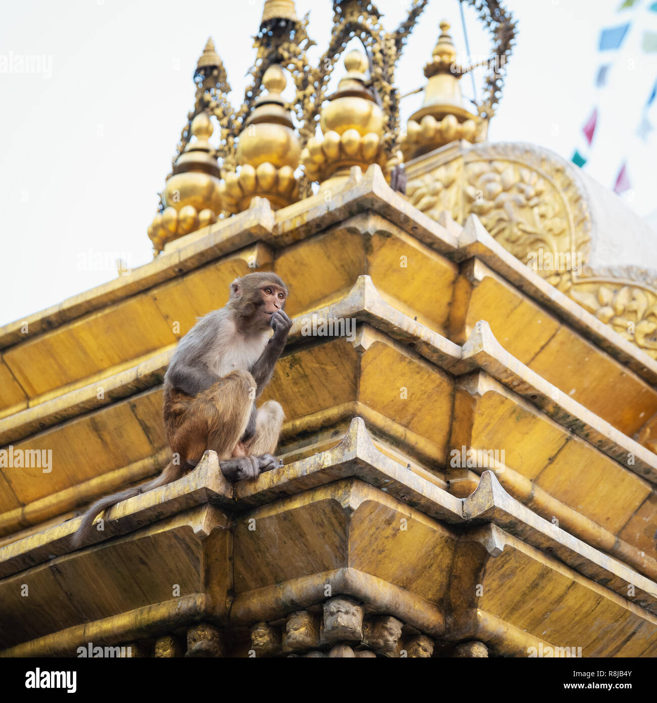 Macaque monkey sitting on top of Buddhist temple at the Swayambhunath ...