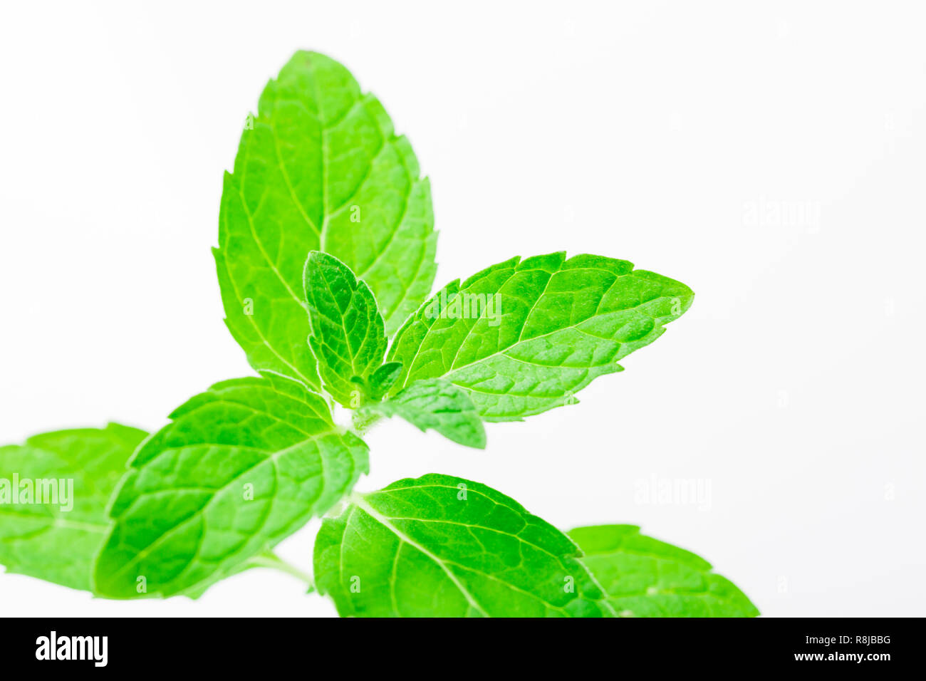 Fresh mint isolated on white background Stock Photo - Alamy