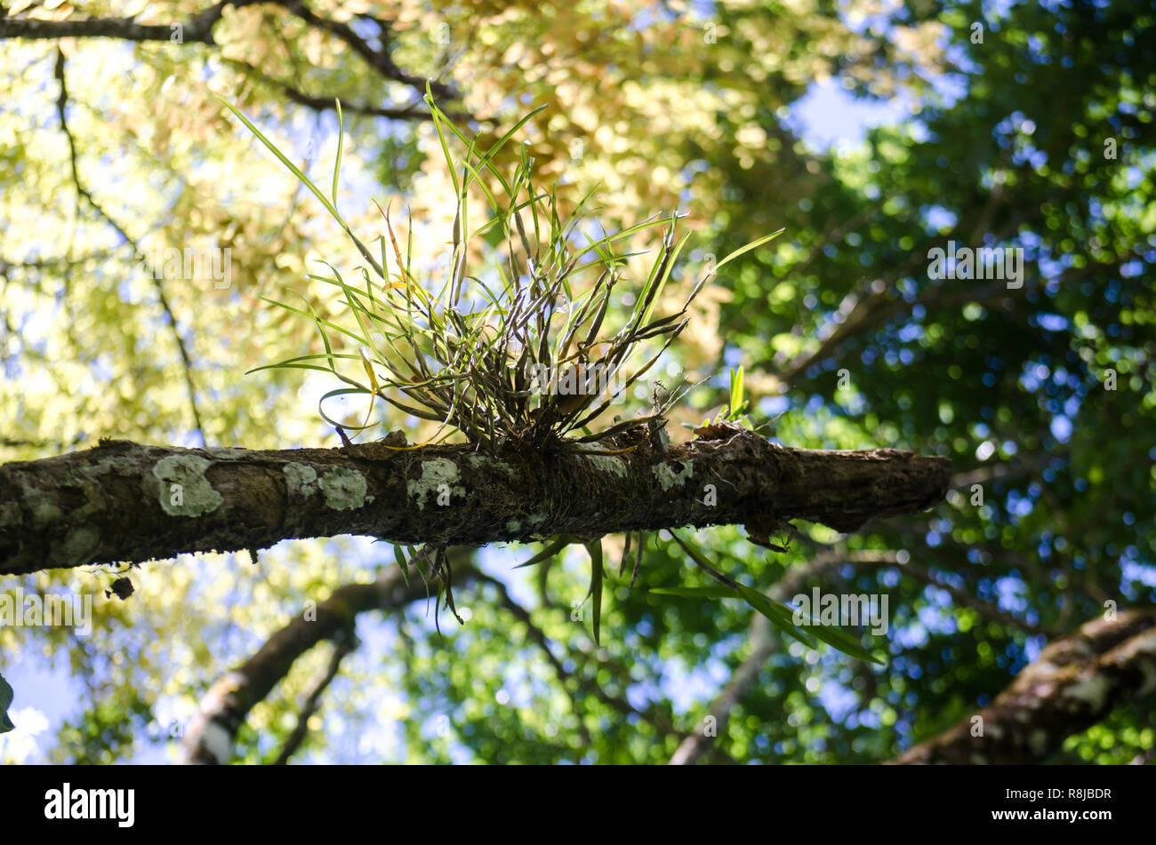 Epiphytes on tree hi-res stock photography and images - Alamy