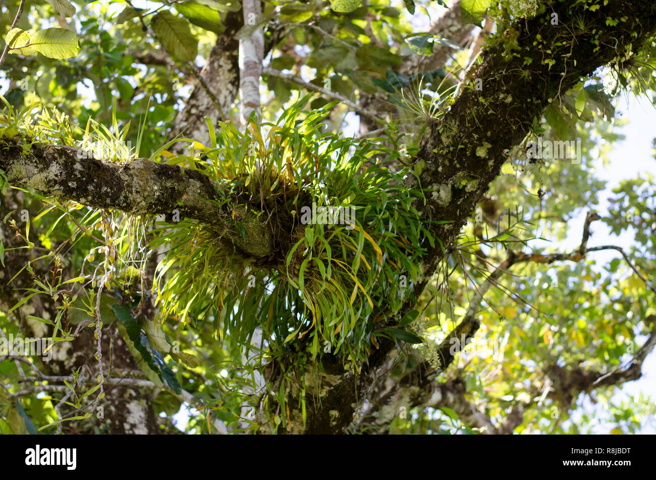 Epiphytes on tree hi-res stock photography and images - Alamy