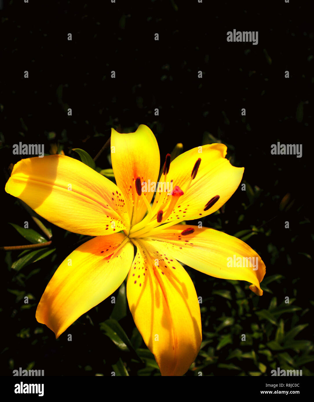 Bright yellow lily on black background Stock Photo - Alamy