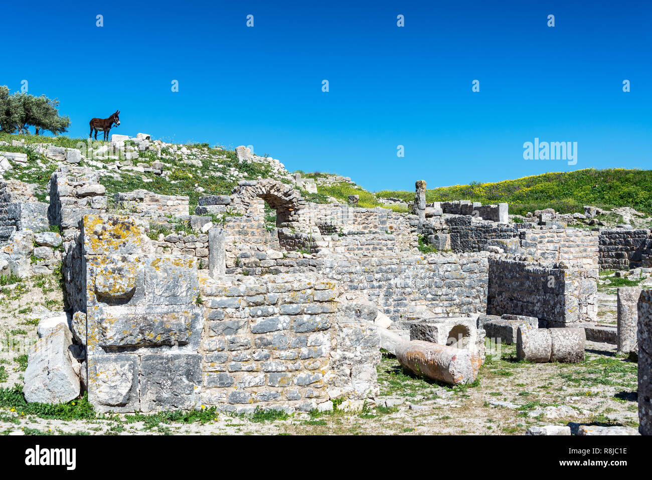 A lone donkey overlooking the ancient Roman ruins of Dougga, Tunisia ...
