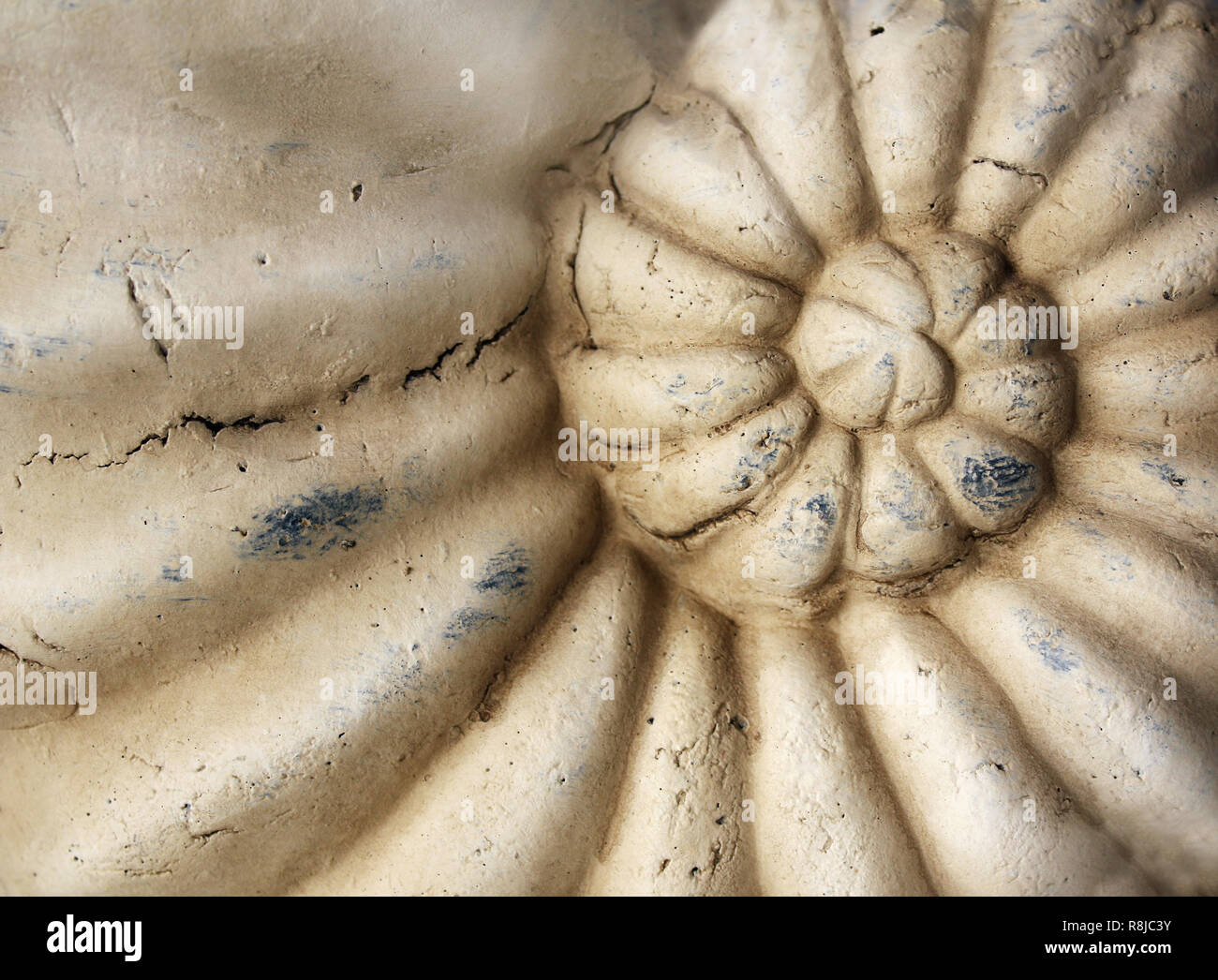 Close-up texture of stone conches Stock Photo - Alamy