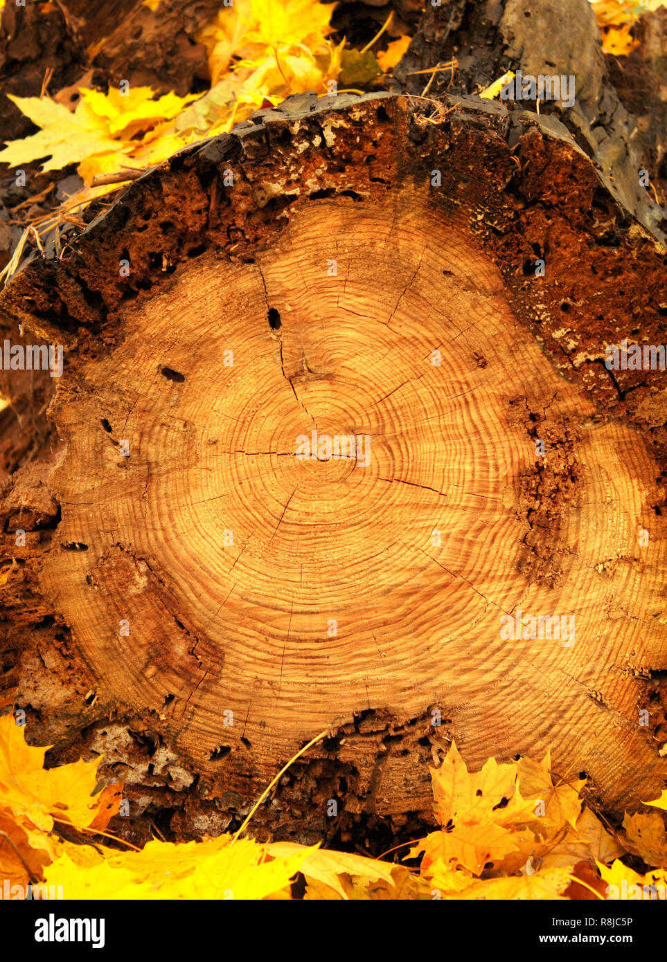 Autumn maple leaves and log Stock Photo - Alamy