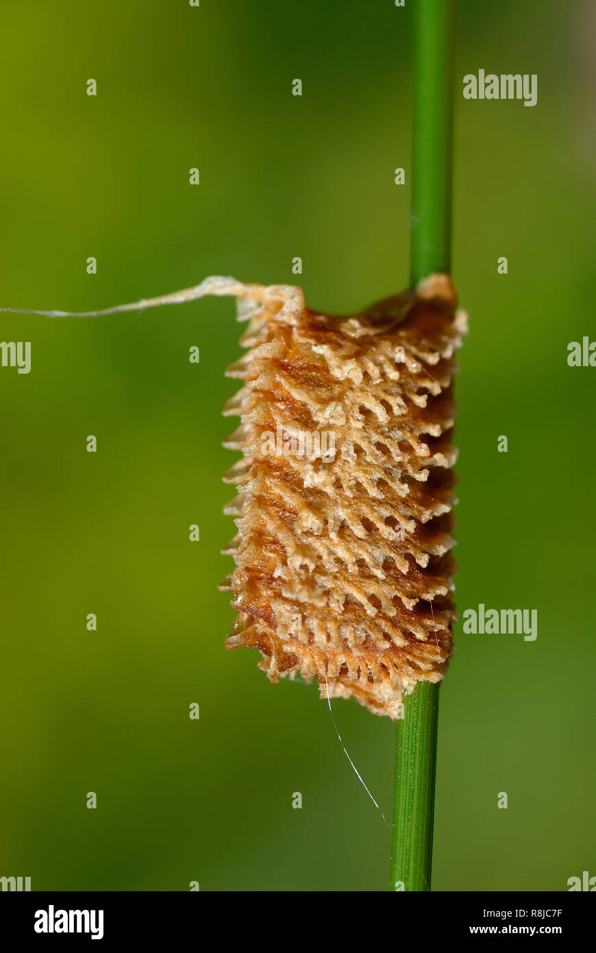 Insect egg sack hi-res stock photography and images - Alamy