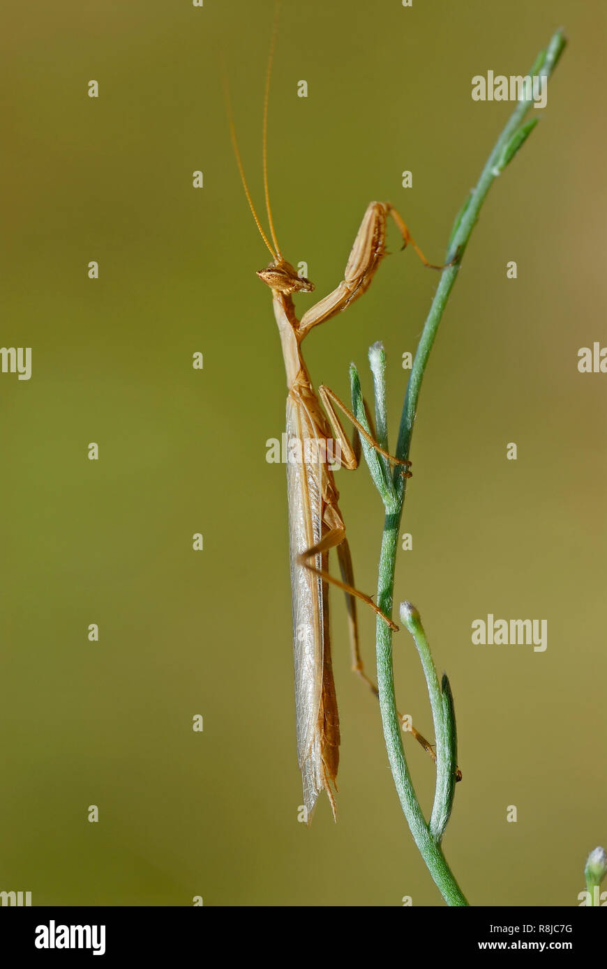 Middle east insects hi-res stock photography and images - Alamy