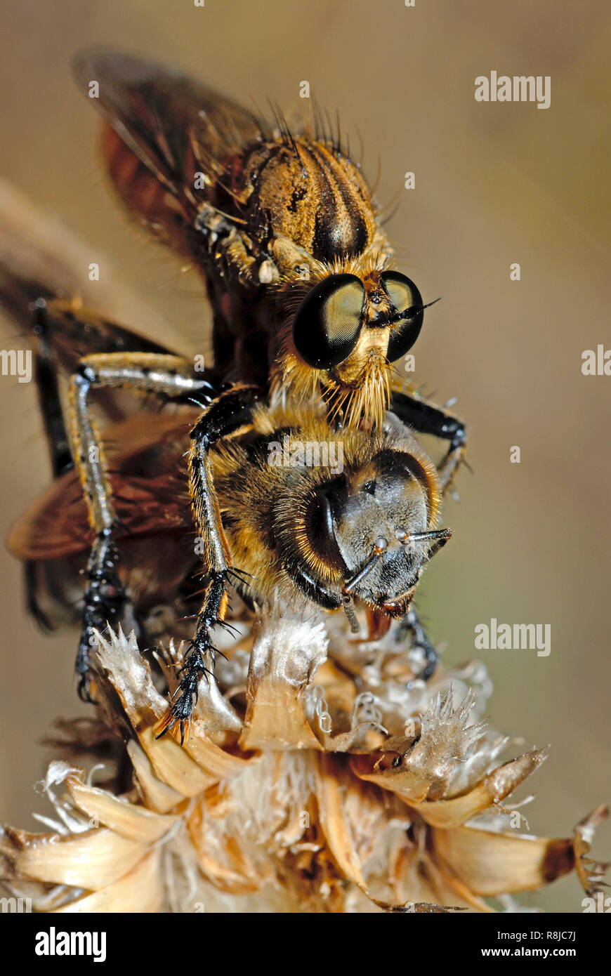 Robber fly eat bee Stock Photo - Alamy