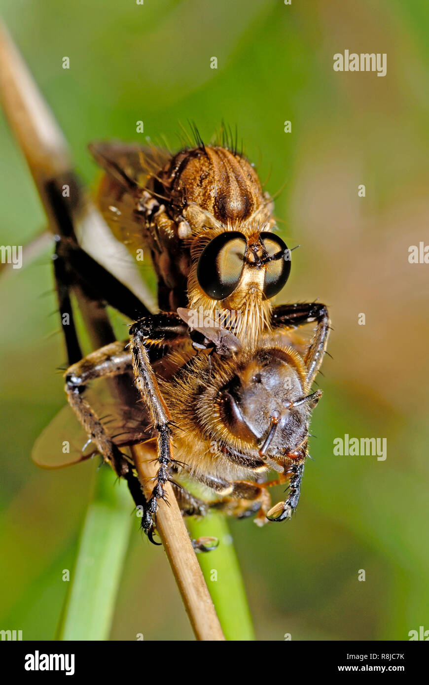 Robber fly eat bee Stock Photo - Alamy
