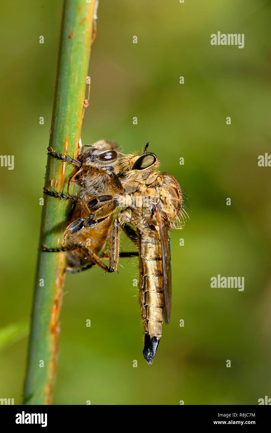 Robber fly eat bee Stock Photo - Alamy