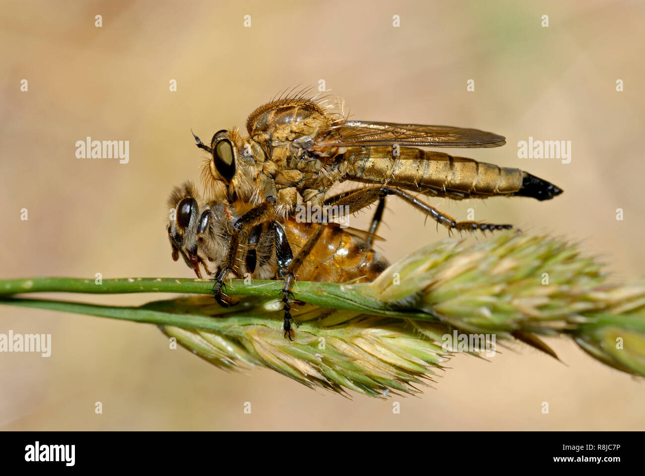 Robber fly eat bee Stock Photo - Alamy