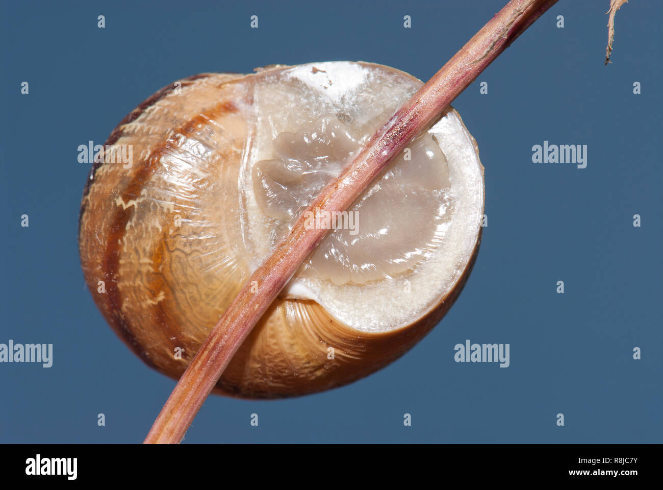 Aestivation hi-res stock photography and images - Alamy