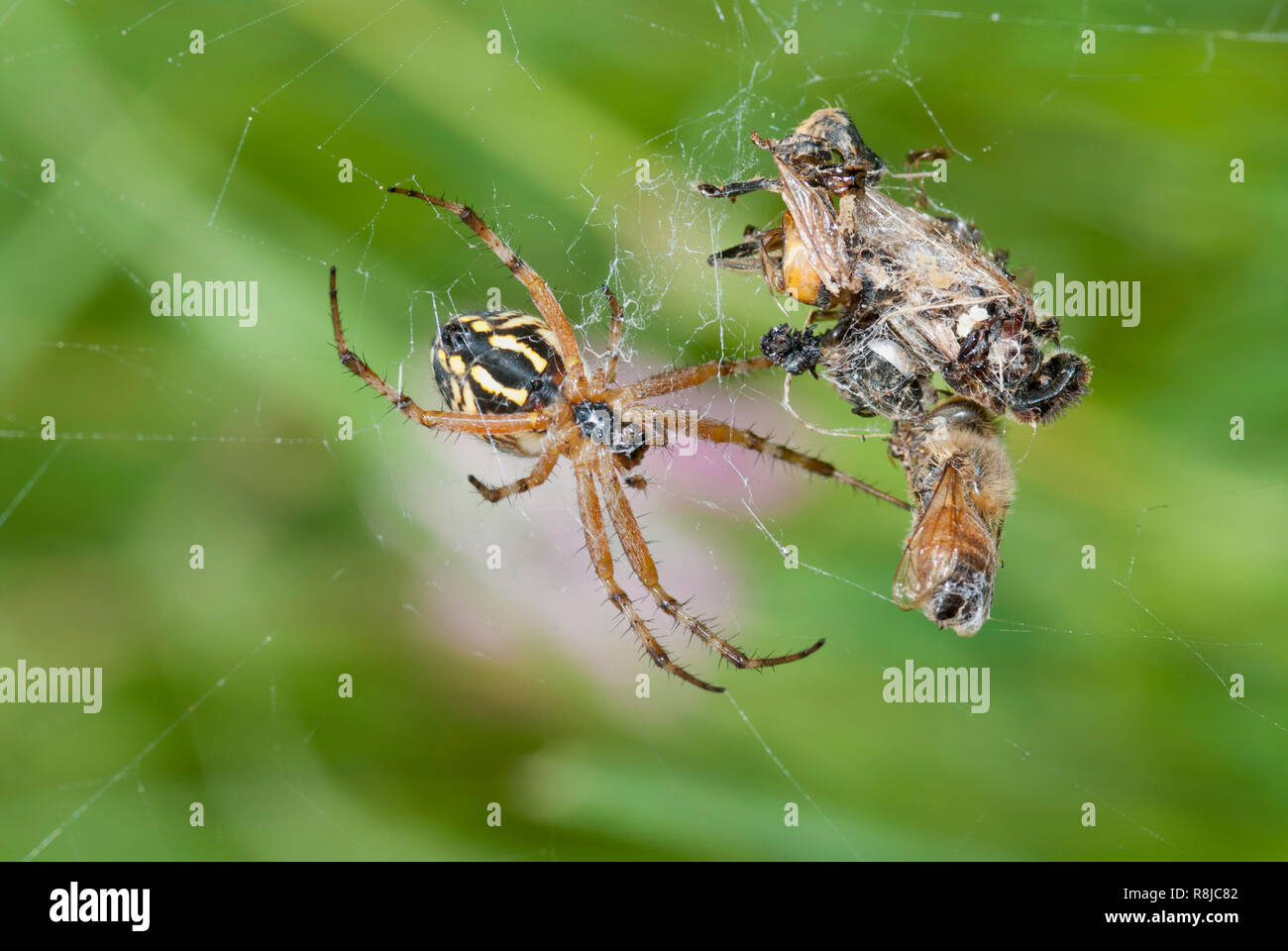 Spider hunts on web Stock Photo - Alamy