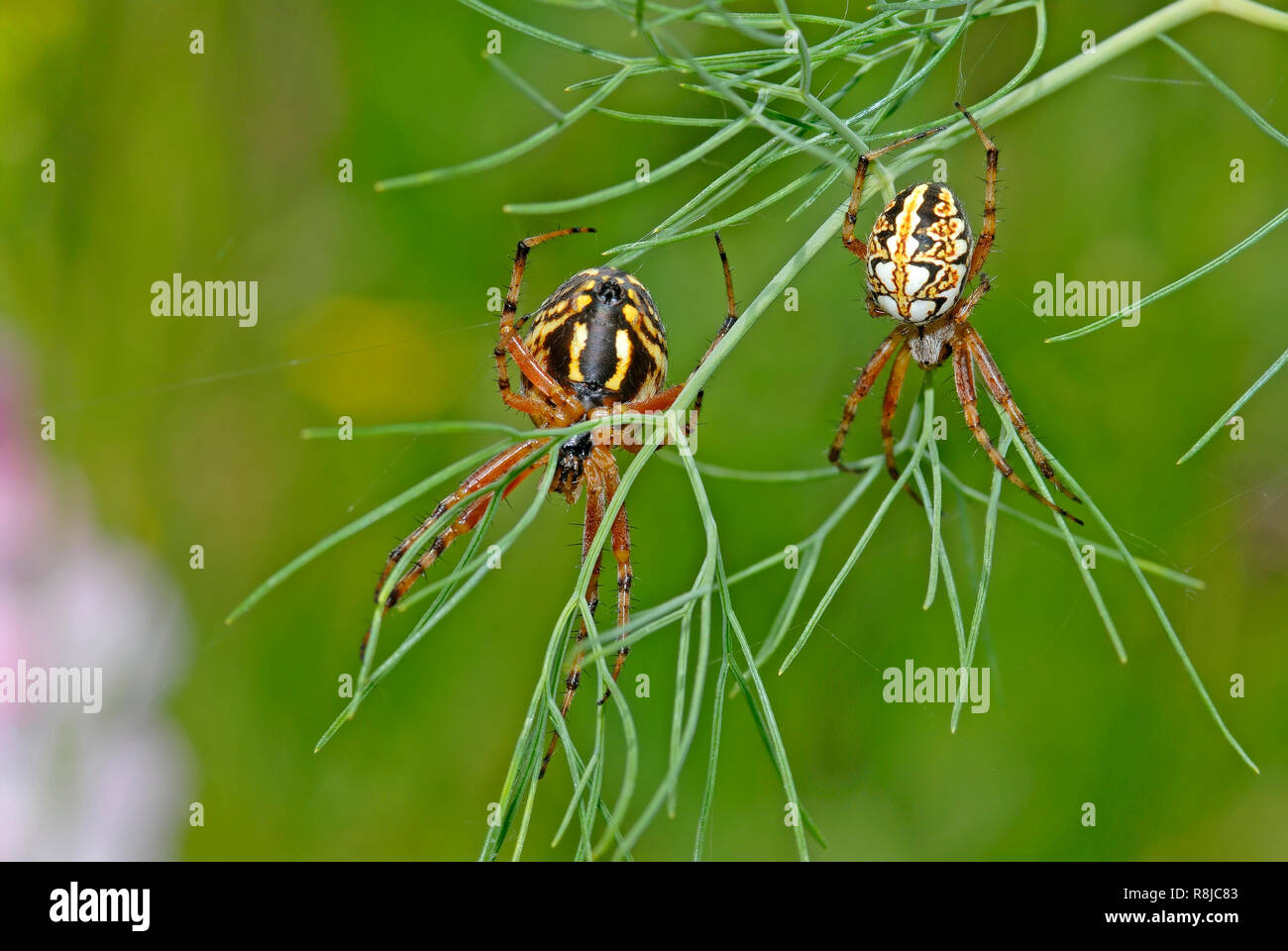 Hunter spiders hi-res stock photography and images - Alamy