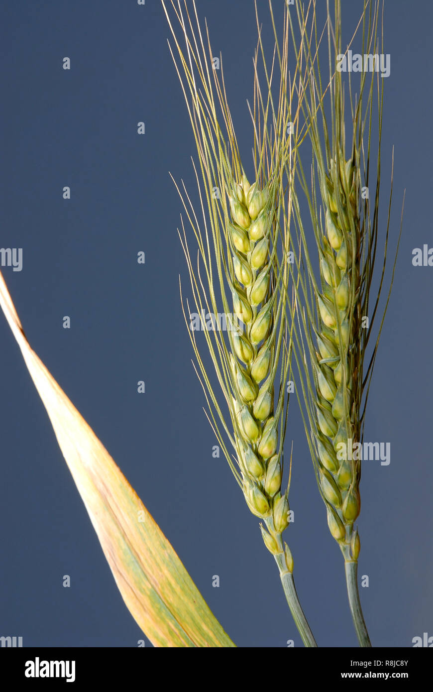 Wheat, Barley, Rye, And Oats High Resolution Stock Photography and ...