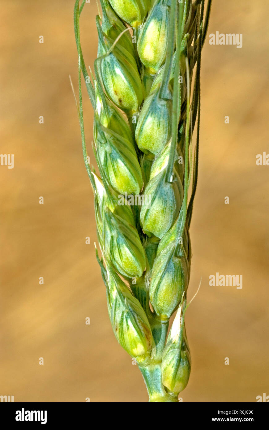 Cultivated barley hi-res stock photography and images - Alamy