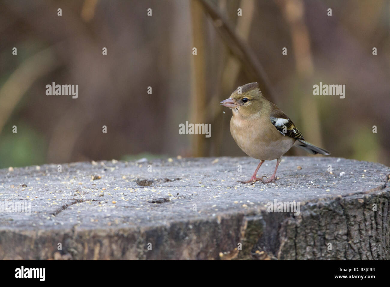 Landscape format chaffinch image hi-res stock photography and images ...
