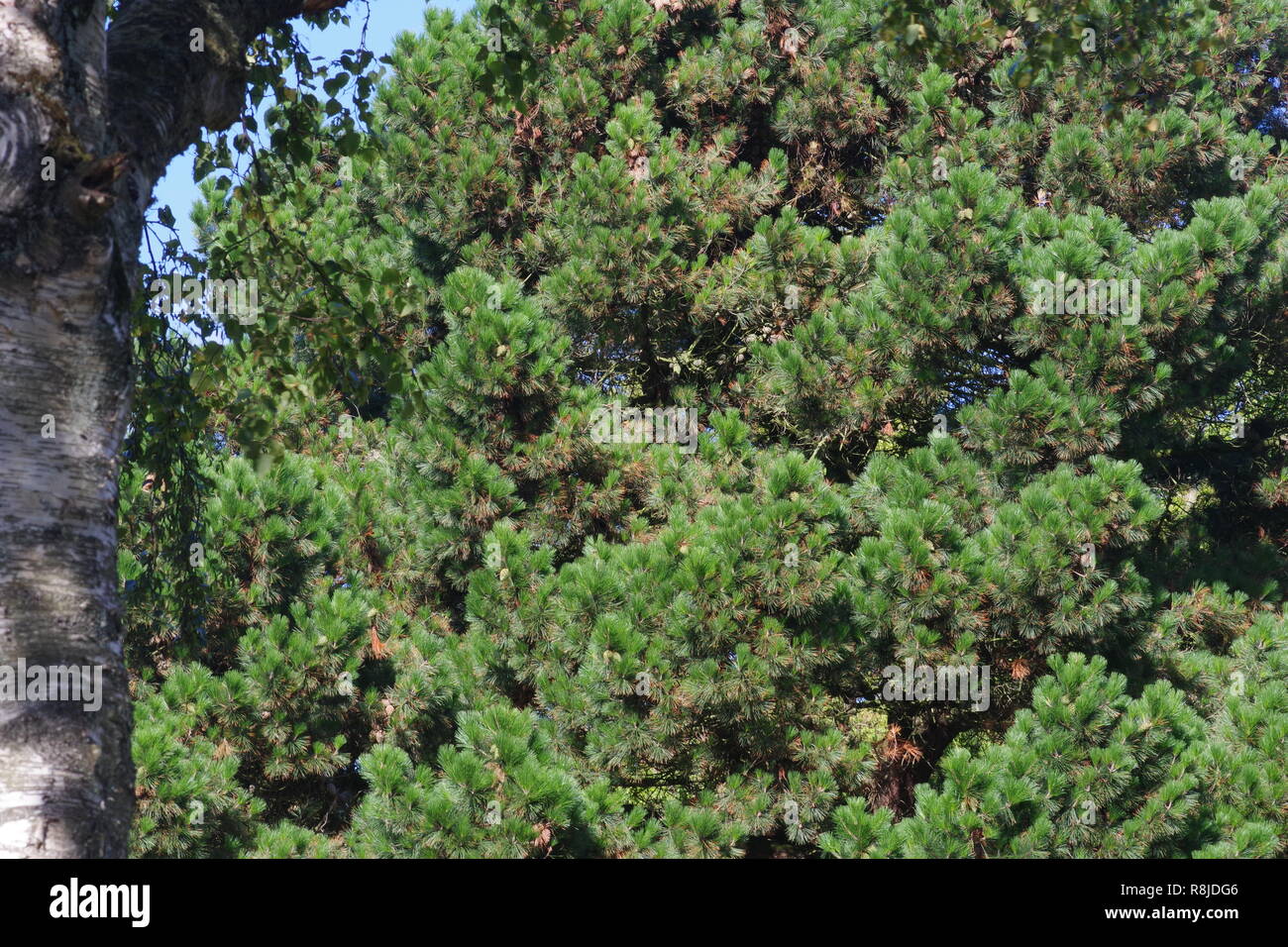Natural Background of Pine tree by a Thick silver Birch Trunk ...