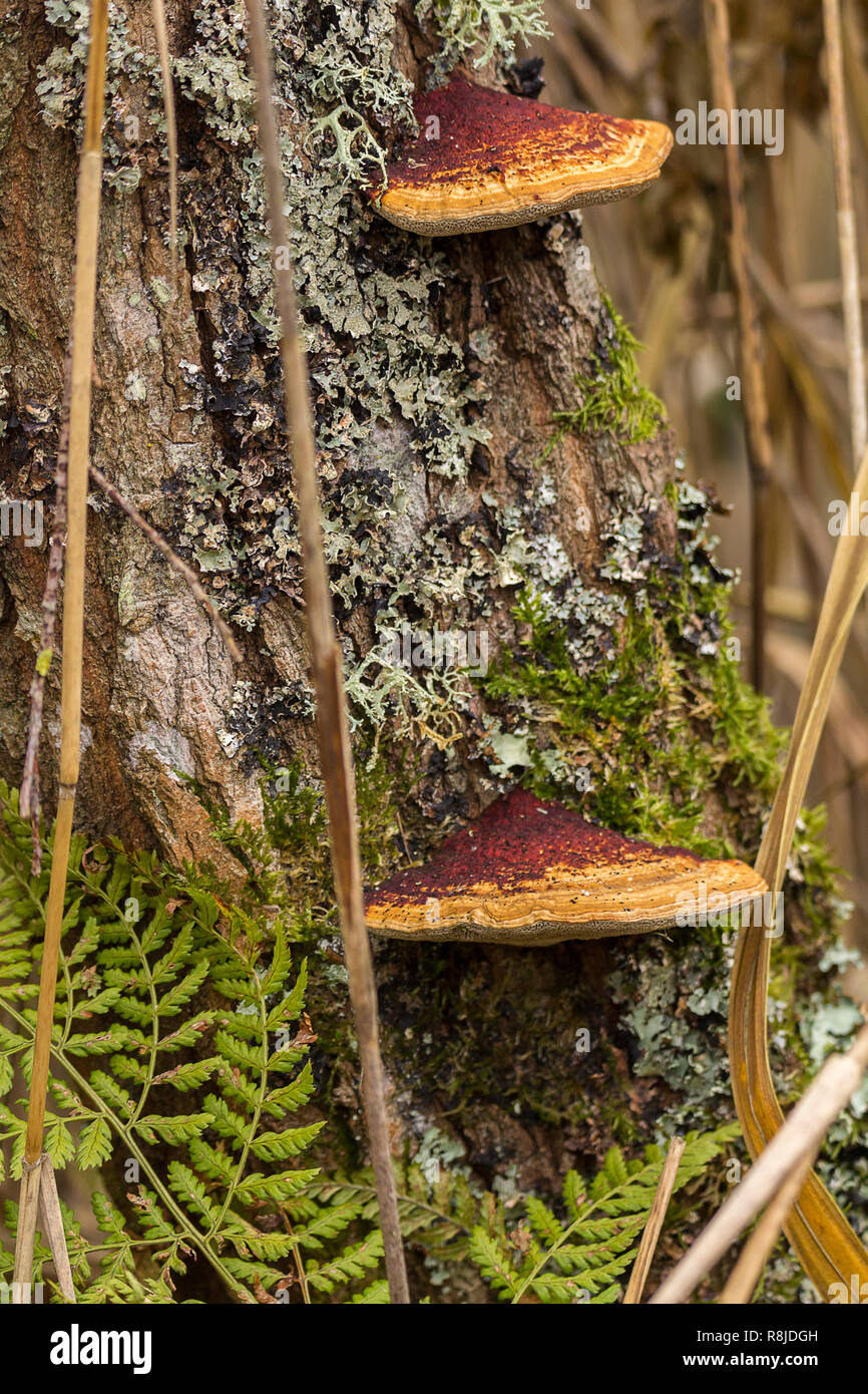 Tree Fungi Stock Photos & Tree Fungi Stock Images - Alamy