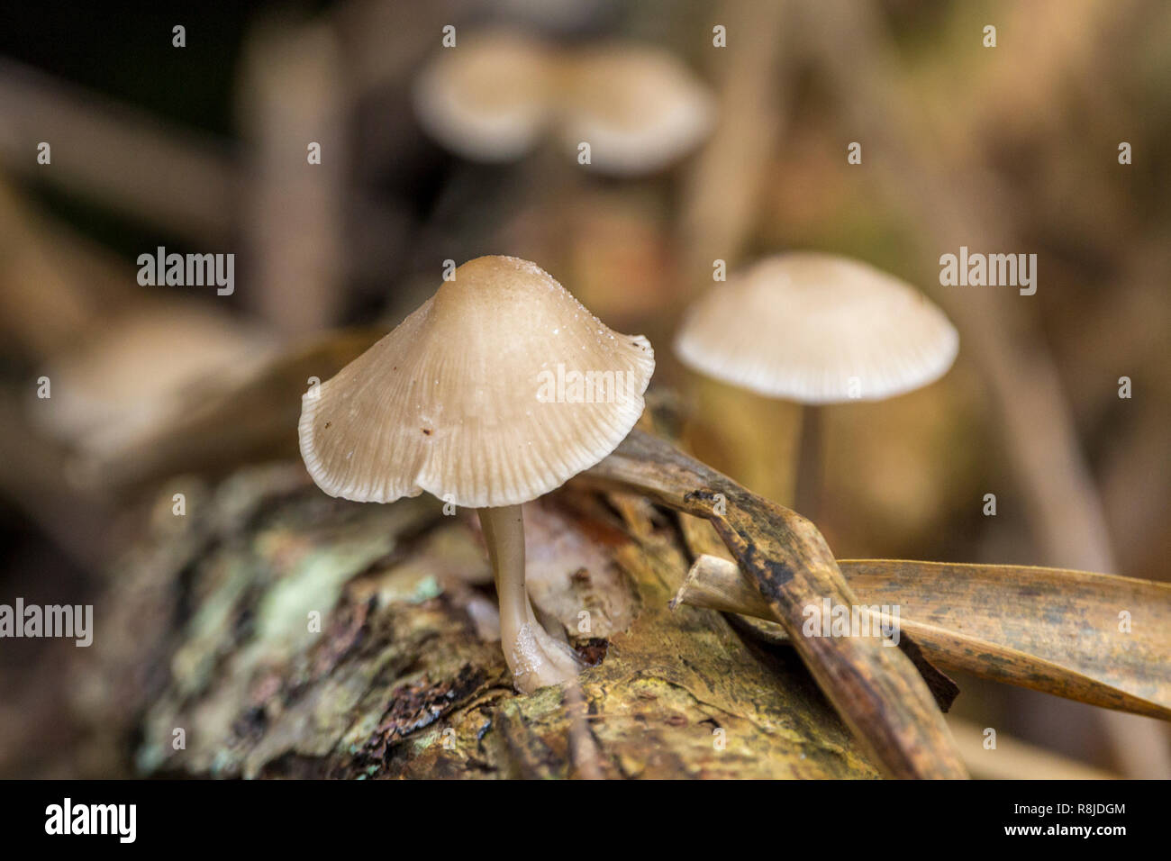 Bonnet shaped caps hi-res stock photography and images - Alamy