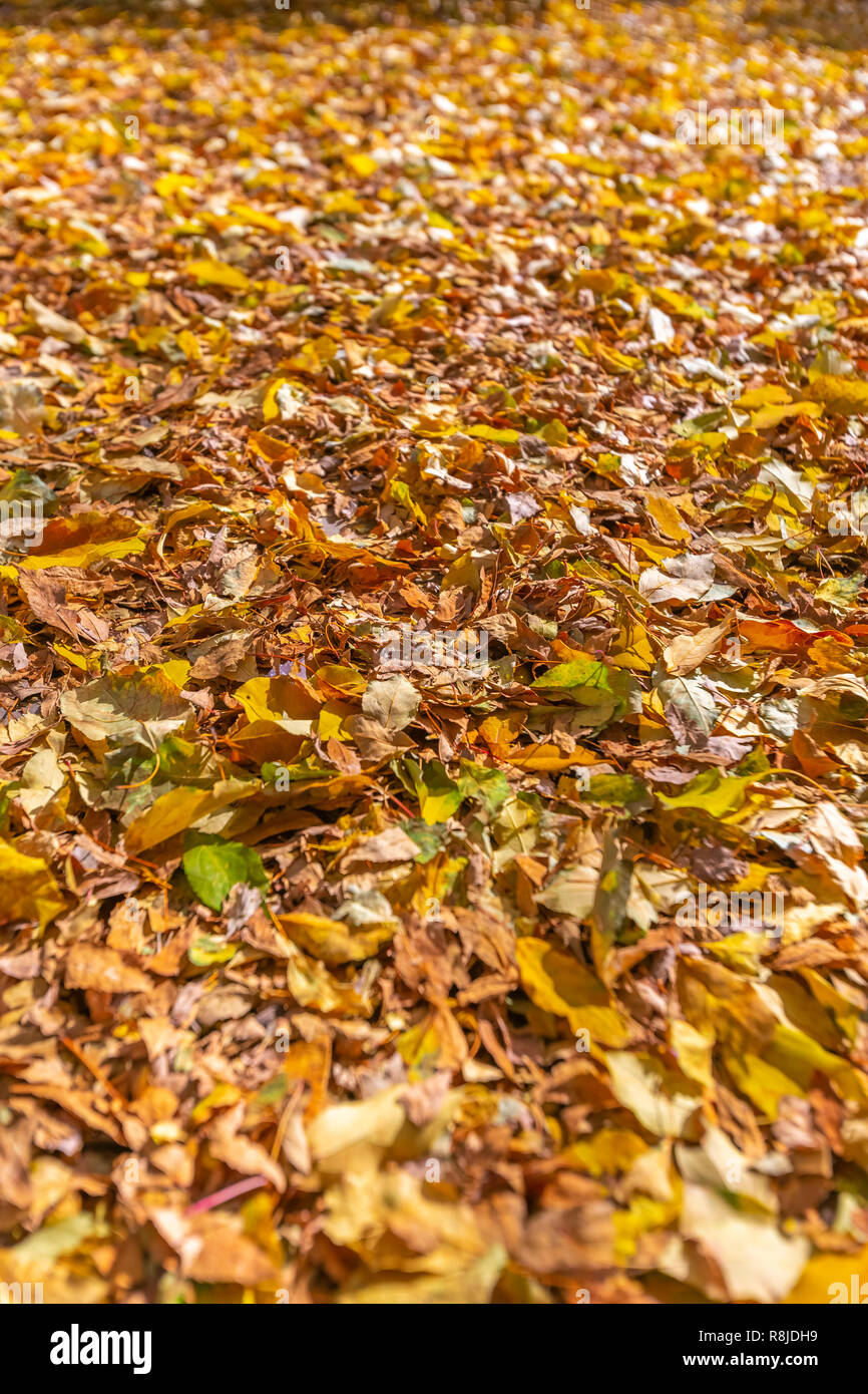 Leaves of all fall colors on the ground Stock Photo - Alamy