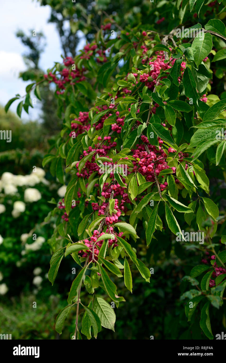 Euonymus [spindle tree] berries hi-res stock photography and images - Alamy