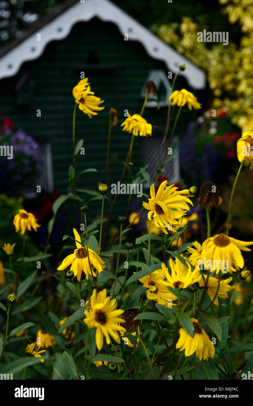 False sunflower heliopsis helianthoides yellow hi-res stock photography ...