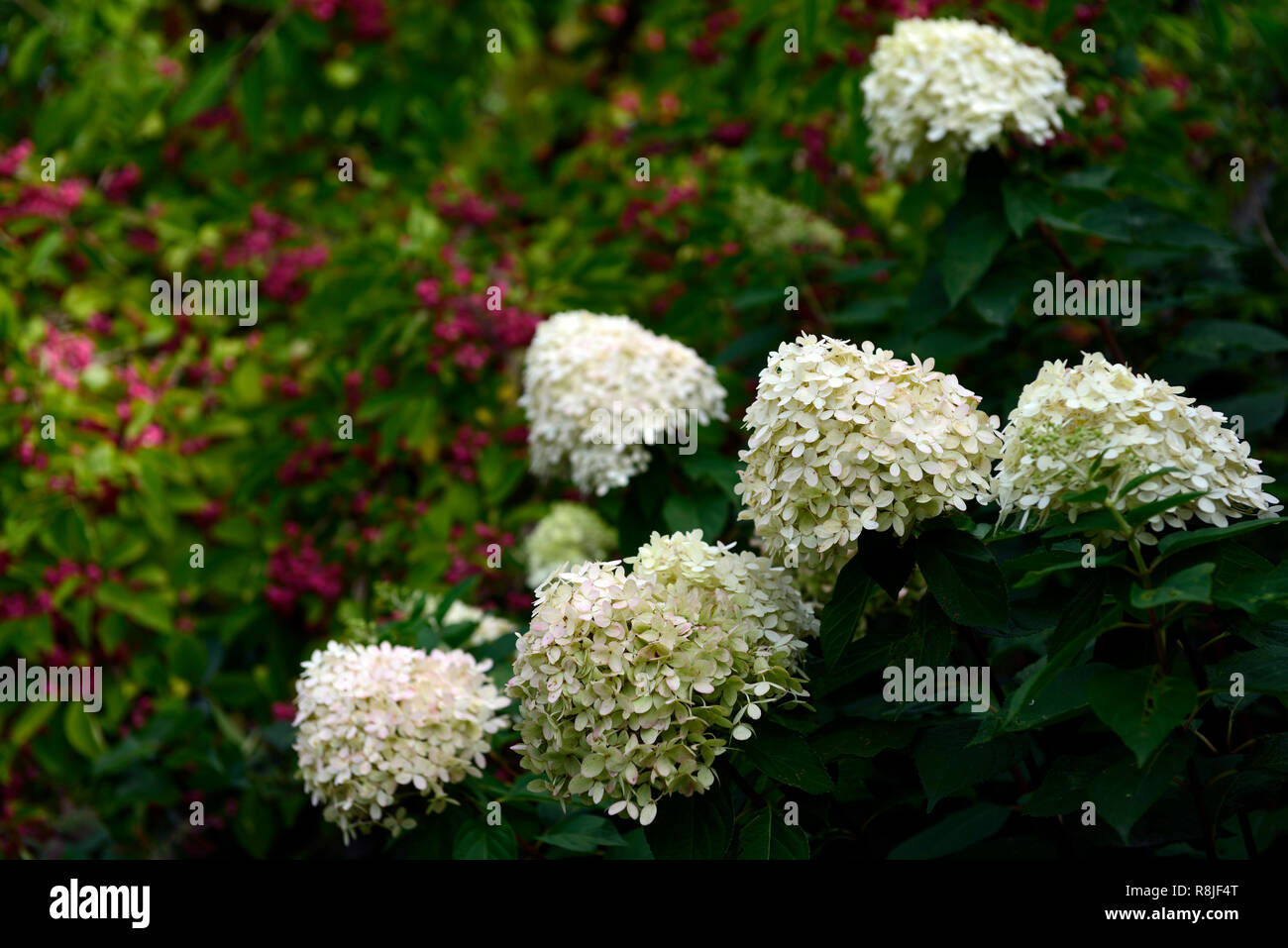 hydrangea paniculata grandiflora,flowers,flowering,flower,flowers ...
