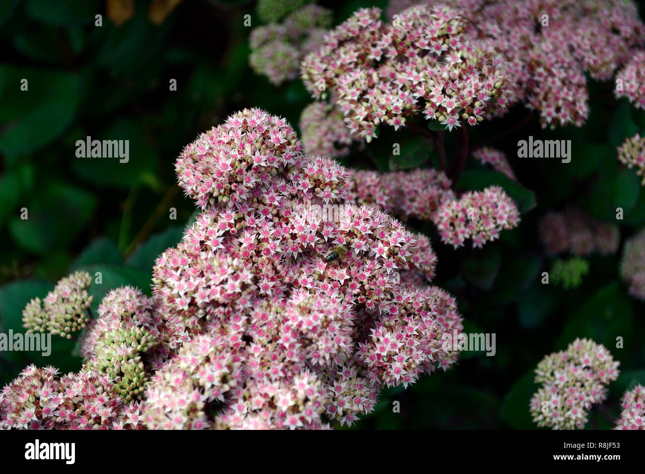 Sedum matrona hi-res stock photography and images - Alamy