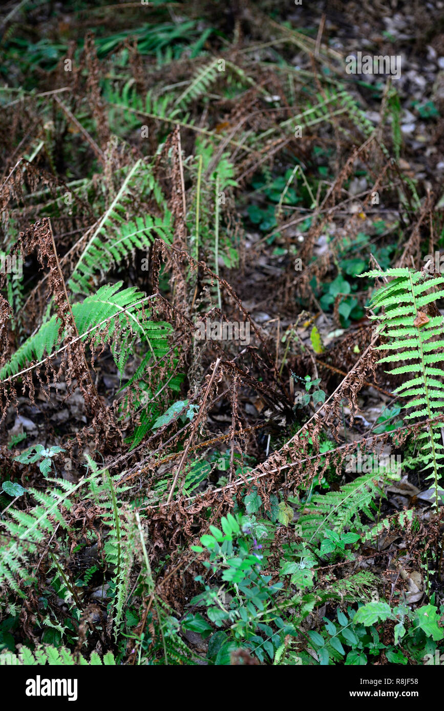 Senescence hi-res stock photography and images - Alamy